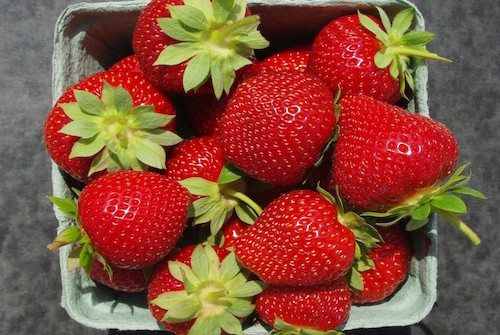 Three new strawberry varieties bred at Kentville, Nova Scotia | The Grower